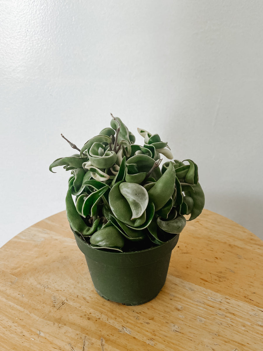 Hoya Carnosa Compacta Variegated/Hindu Rope Variegated – Emerald ...