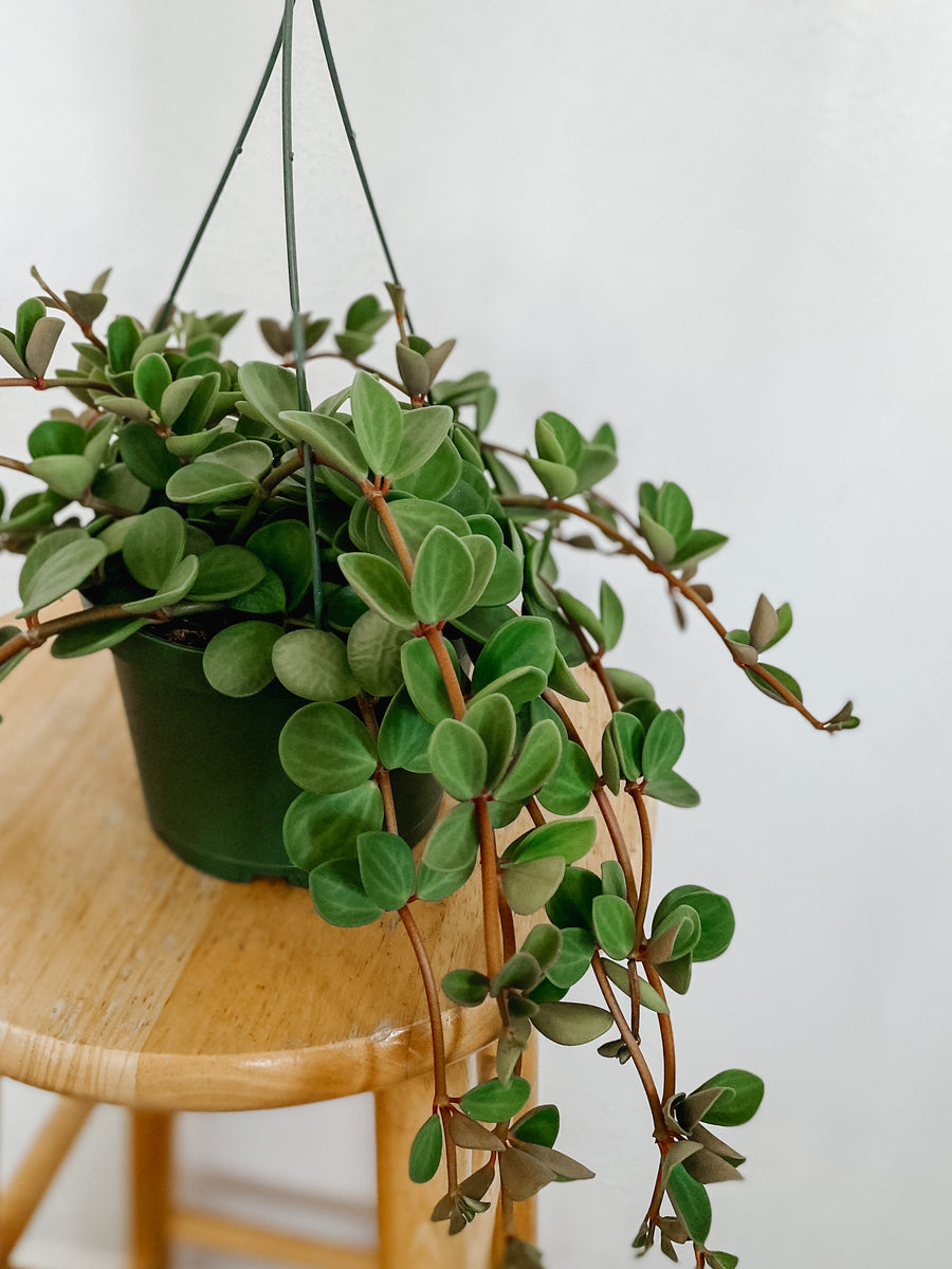 Peperomia Hope (Peperomia tetraphylla) – Emerald Houseplants