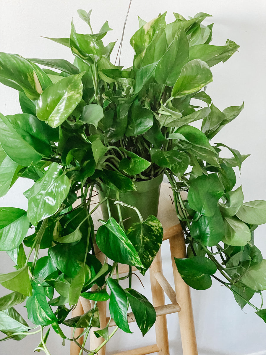 POTHOS Golden ‘EPIPREMNUM AUREUM’ – Emerald Houseplants