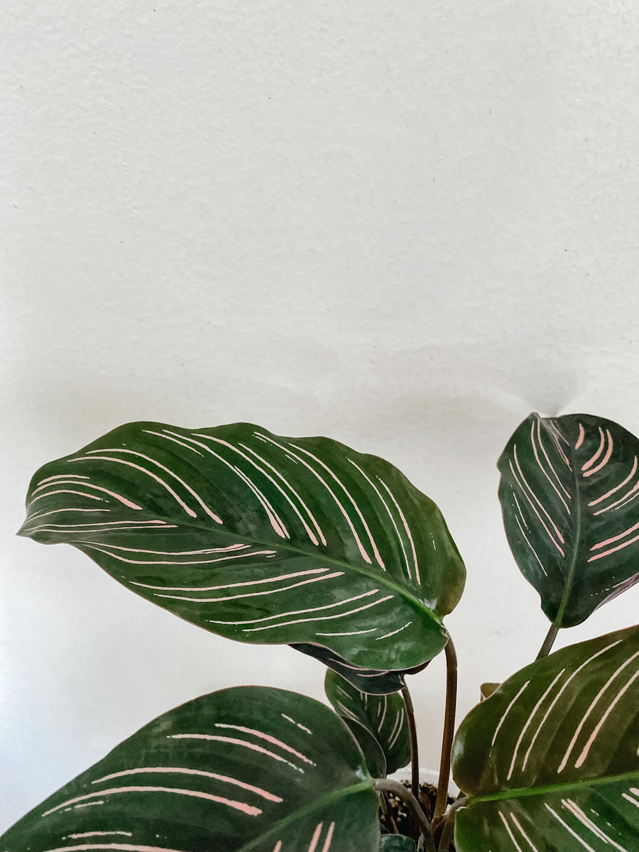Calathea Ornata Pin Stripe – Emerald Houseplants