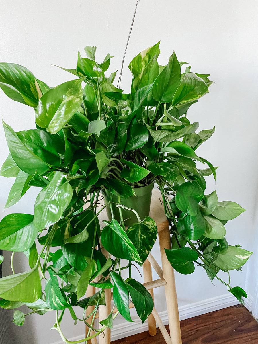 POTHOS Golden ‘EPIPREMNUM AUREUM’ – Emerald Houseplants