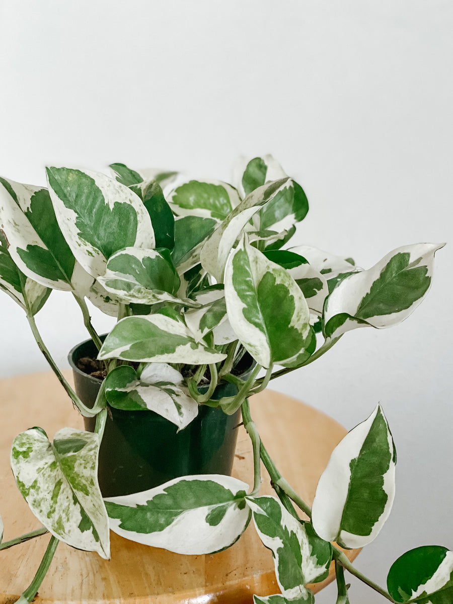 Pothos N Joy ‘Epipremnum Aureum’ – Emerald Houseplants