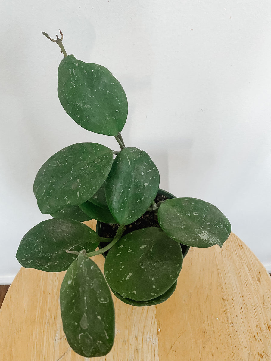 Hoya Obovata Splash – Emerald Houseplants